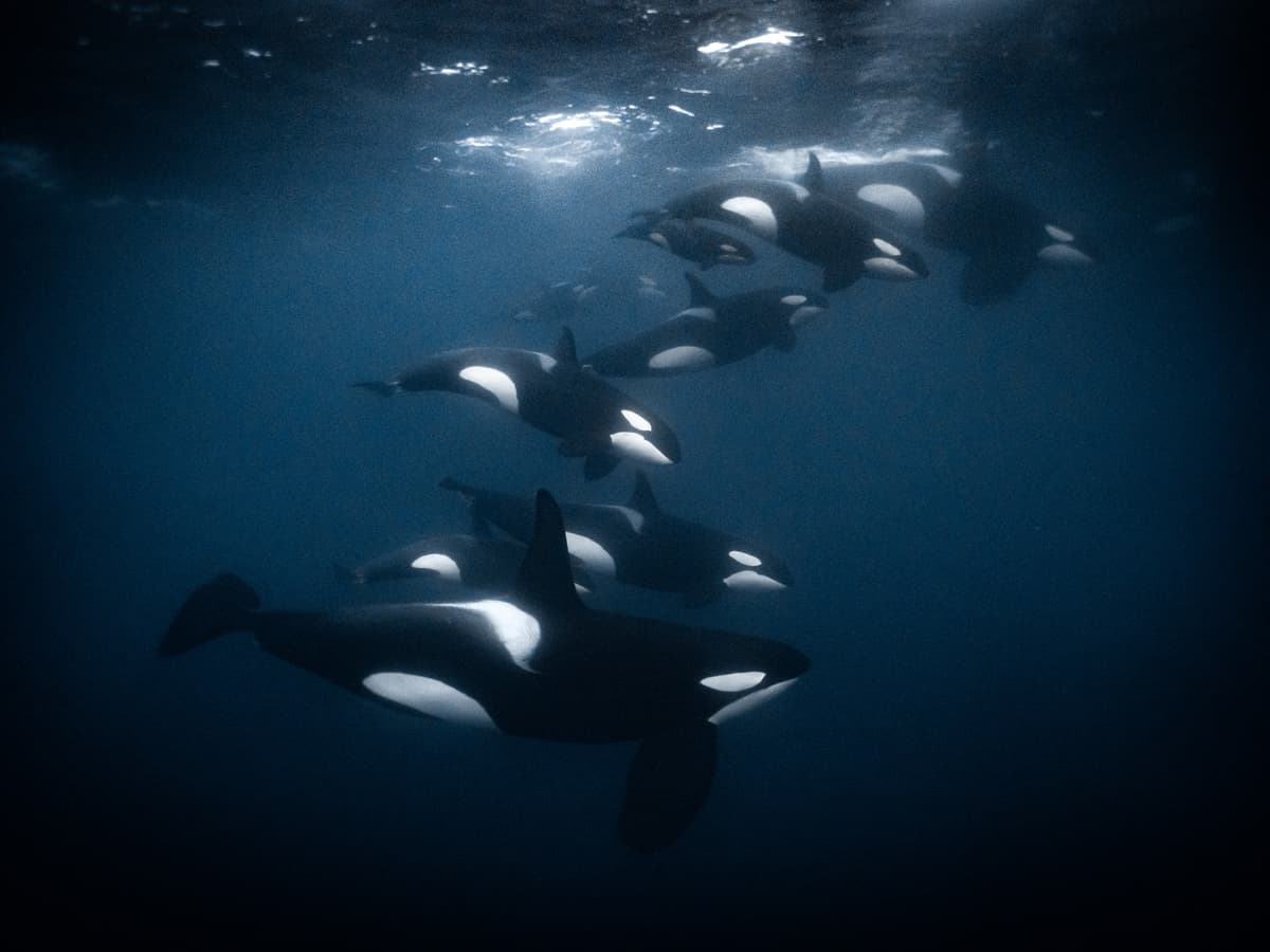 Ivan With Whales | Swim with Orcas in Norway