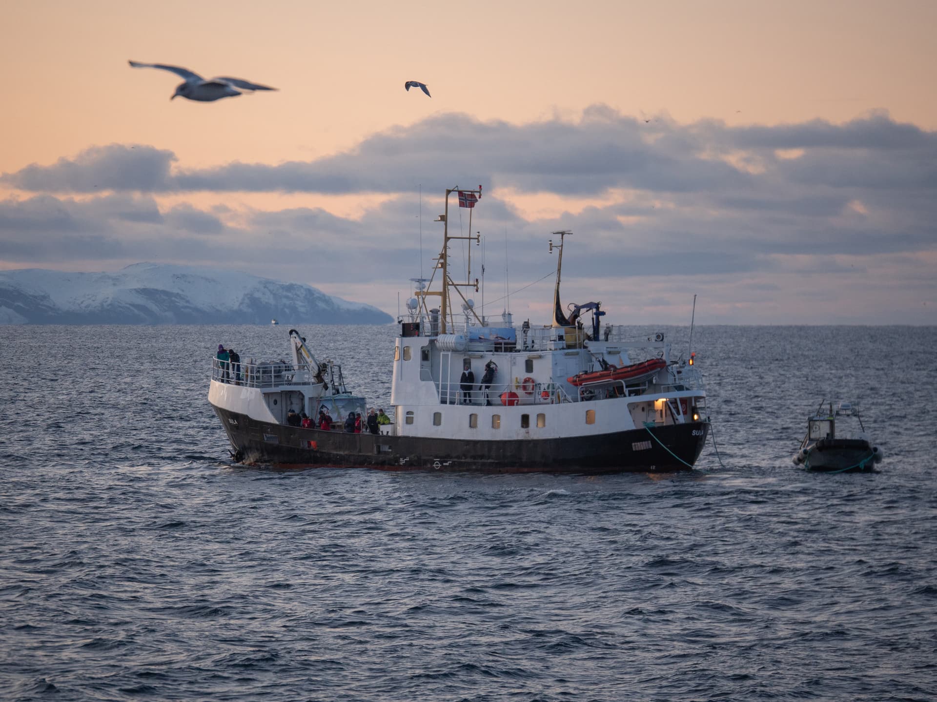 Ivan With Whales | Swim with Orcas in Norway